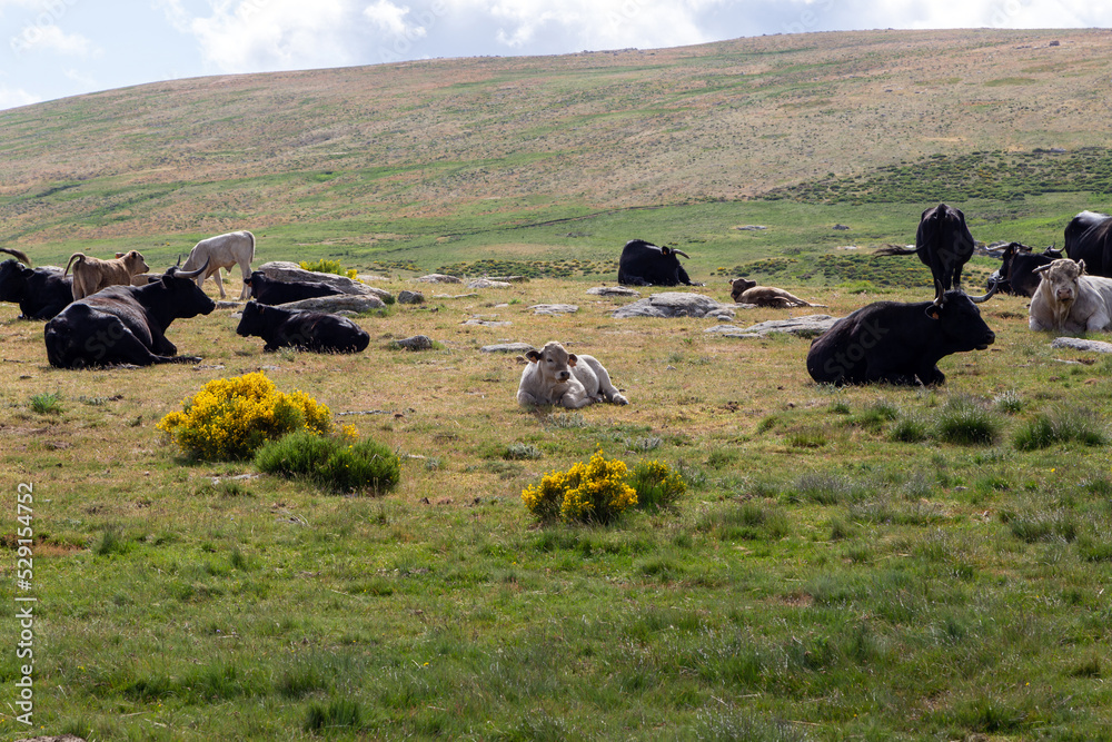Rebaño de vacas rumiando acostadas, en la Sierra madrileña de ...