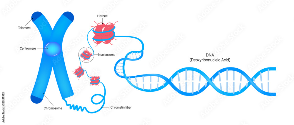 Diagram of Chromosome, Histone and DNA(Deoxyribonucleic Acid). Vectors ...