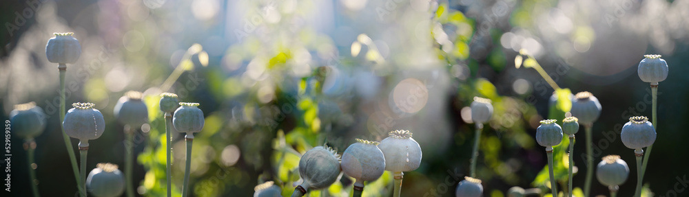 Opium poppy heads, close-up. Papaver somniferum, commonly known as ...