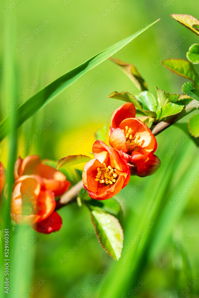 Flowers on the branches of the Japanese quince shrub in the summer ...