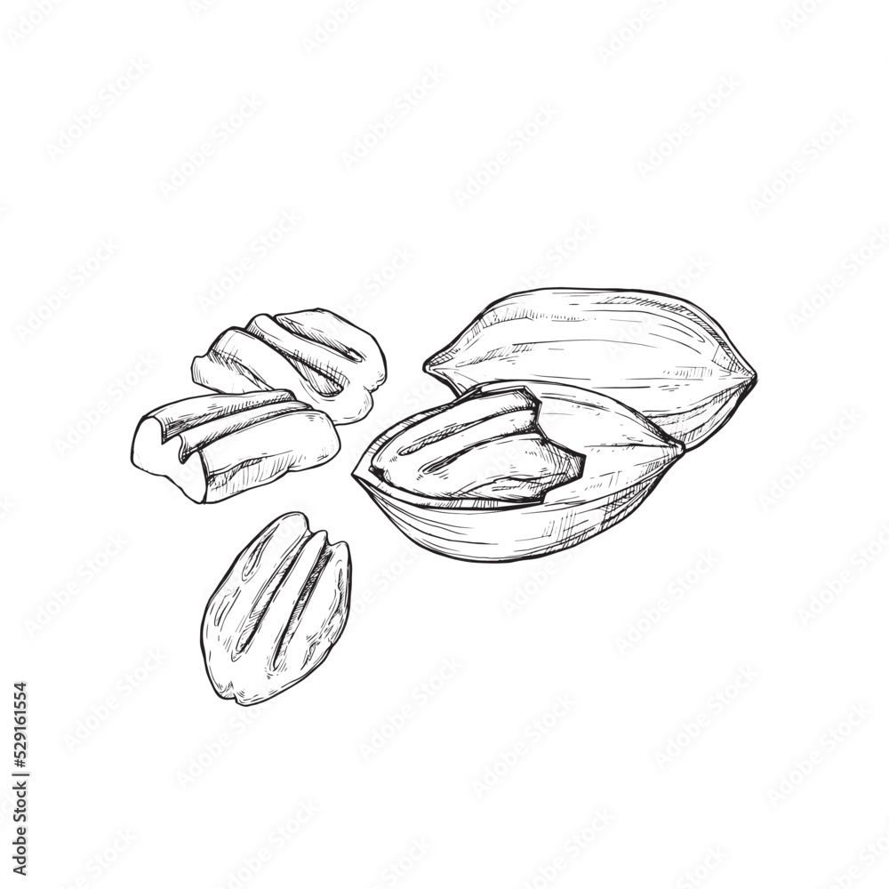 Pecan vector isolated on white background. Engraved vector illustration ...