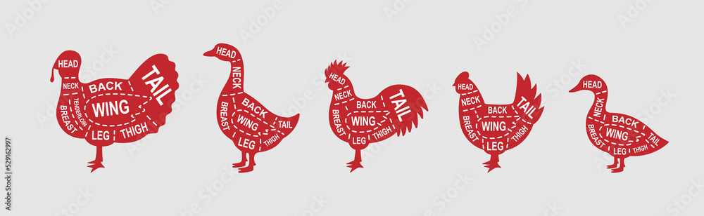 Set of farm birds diagram cuts. Butcher scheme poster. Turkey, Chicken ...