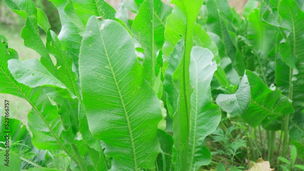 Horseradish Armoracia rusticana, syn. Cochlearia armoracia is a ...