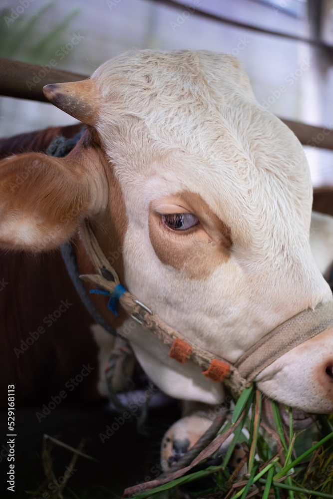 Ongole crossbred cattle or Javanese cow is the largest cattle in ...
