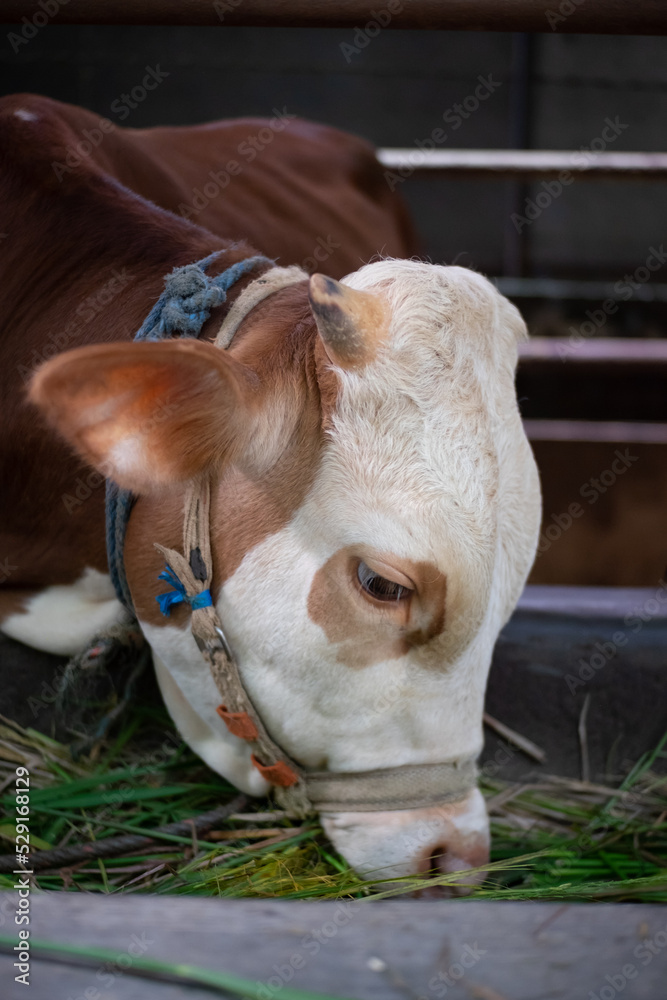 Ongole crossbred cattle or Javanese cow is the largest cattle in ...