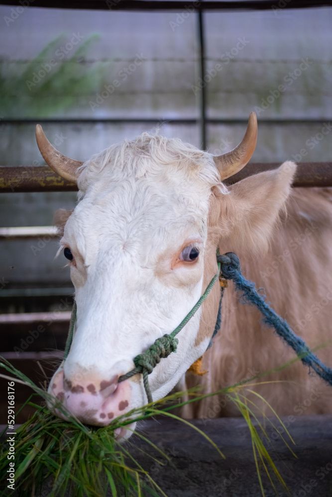 Ongole crossbred cattle or Javanese cow is the largest cattle in ...