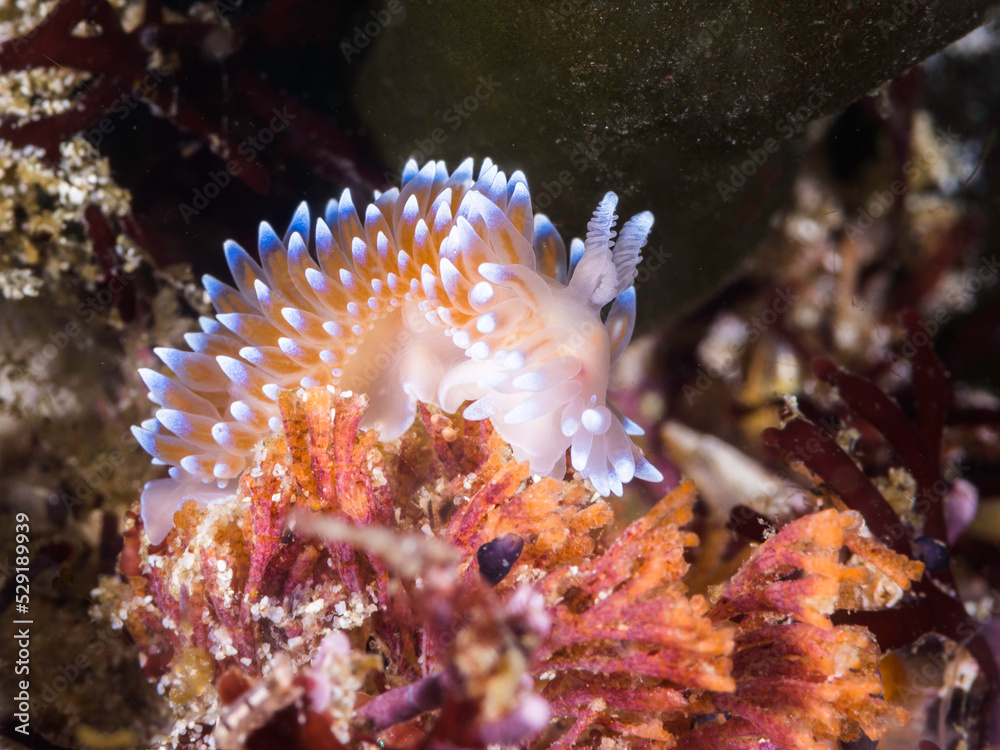 Side view of a Cape silvertip nudibranch (Janolus capensis) with ...
