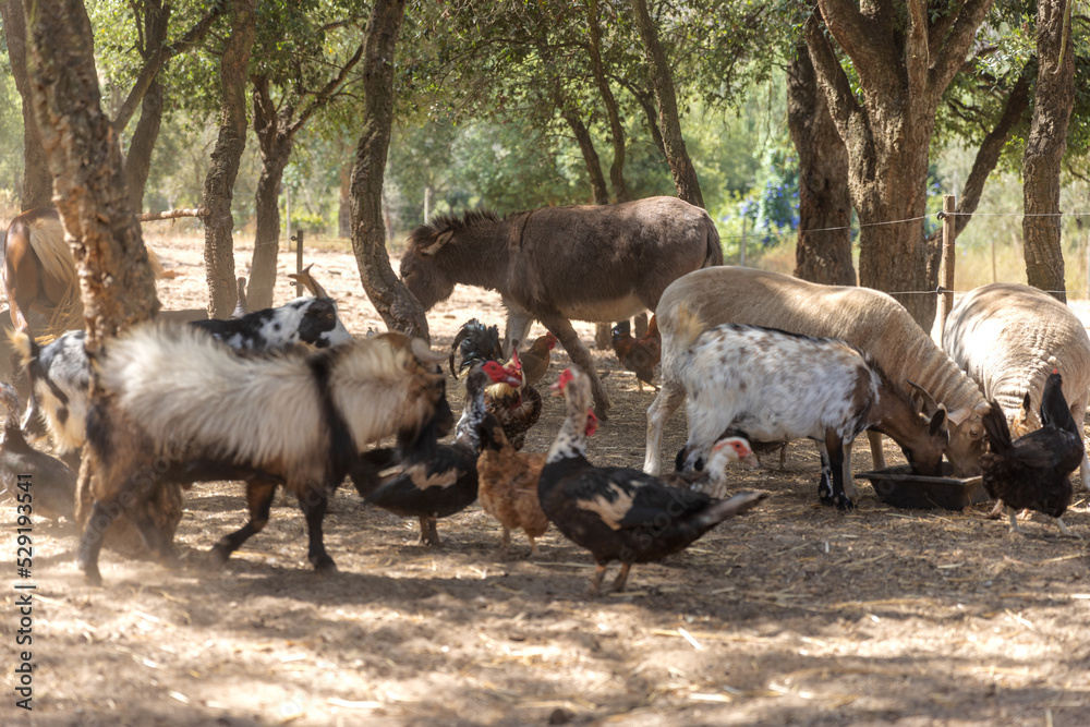 Rural farm with various types of animals. Stock Photo | Adobe Stock