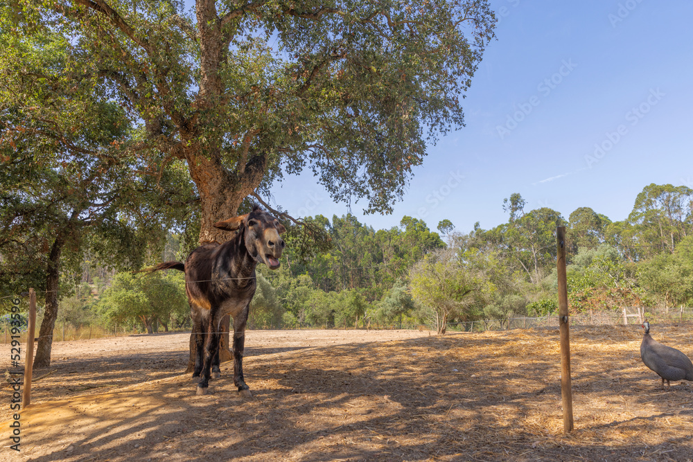 Donkey neighing in farm with trees. Stock Photo | Adobe Stock