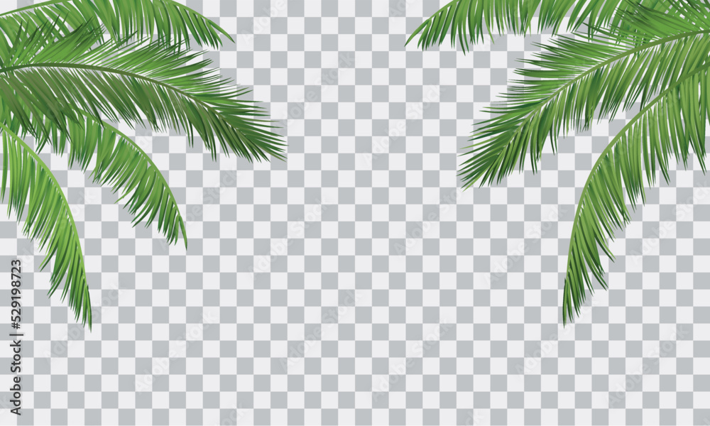 Vector realistic palm leaves border isolated on transparent background ...