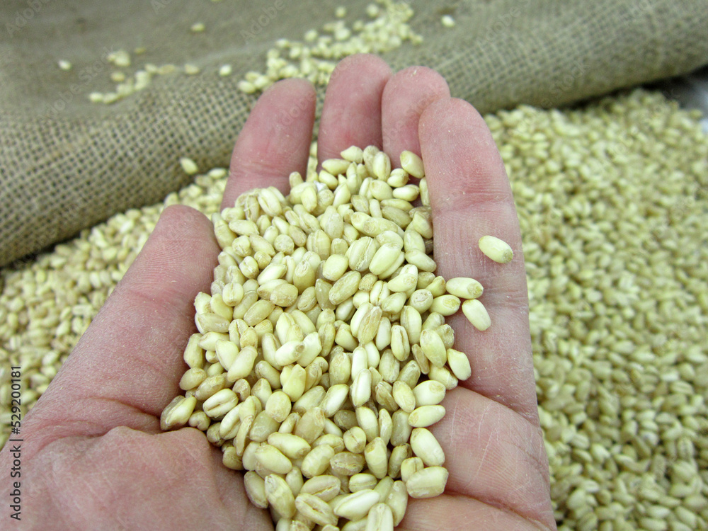 wheat seeds or wheat grains in farmers hand to selling his wheat seeds in market check wheats ...