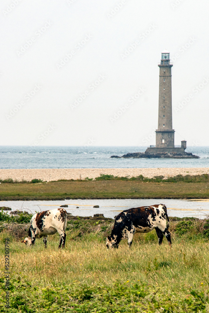 Foto de Cotentin. Vaches normandes broutant devant le phare de la Hague ...