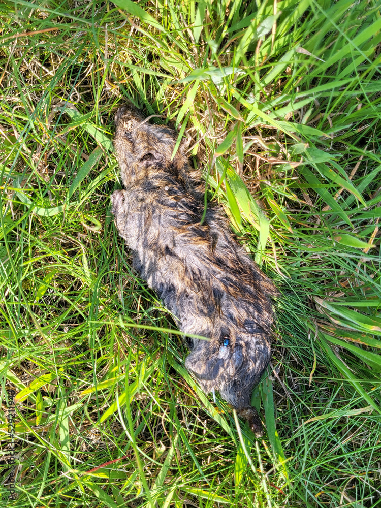Brown rat, also known as the common rat, street rat, sewer rat, wharf ...
