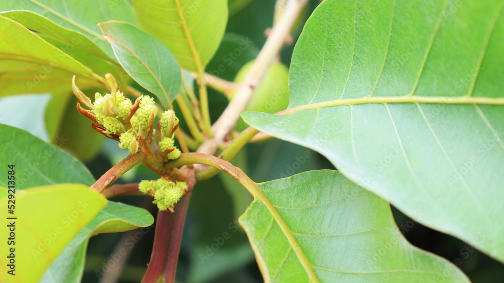 Flower myrobalans on tree. Stems of unripe flowers and fruits. Chebulic ...