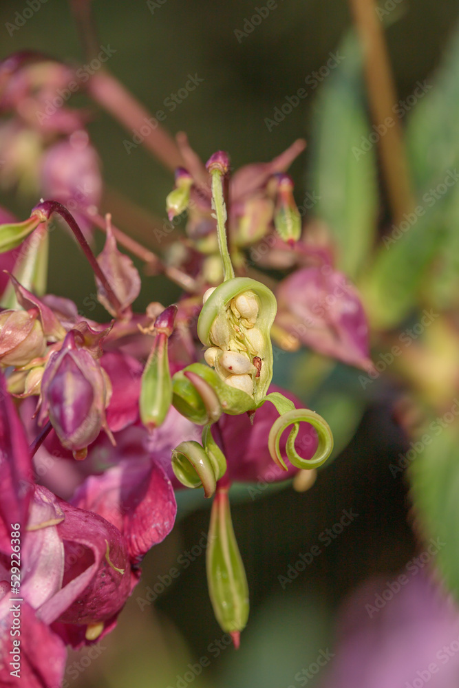Bursted seed capsule of Himalayan balsam (Impatiens glandulifera ...