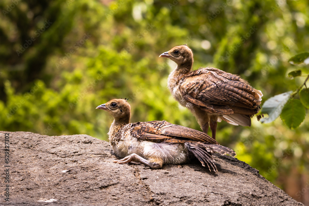 Baby Peachicks sitting on a rock at the zoo...native to the Indian ...