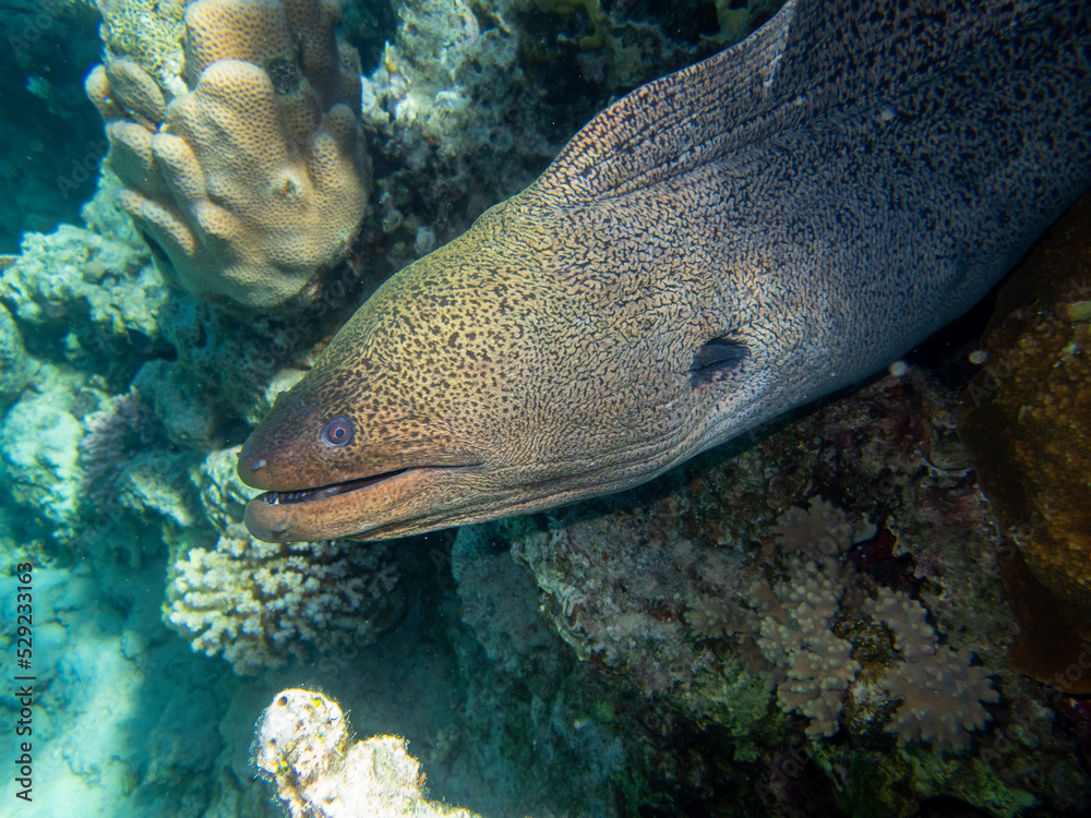 Black moray in the expanses of the coral reef of the Red Sea, Hurghada ...