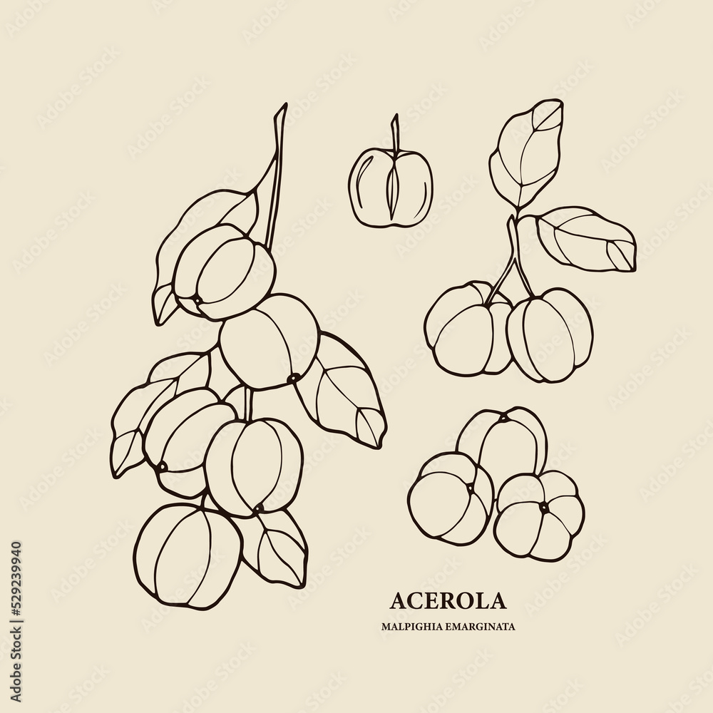 Vetor de Hand drawn acerola branch illustration do Stock | Adobe Stock Vetor de Hand drawn acerola branch illustration do Stock | Adobe Stock