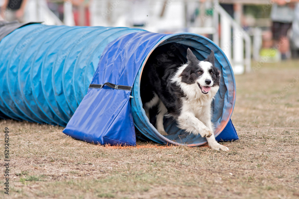 Photo & Art Print border collie en agility, beatrix kido