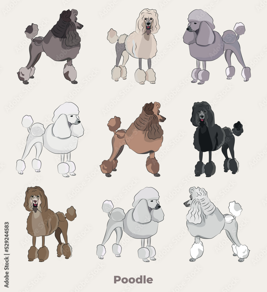 Poodle breed, dog pedigree drawing. Cute dog characters in various ...