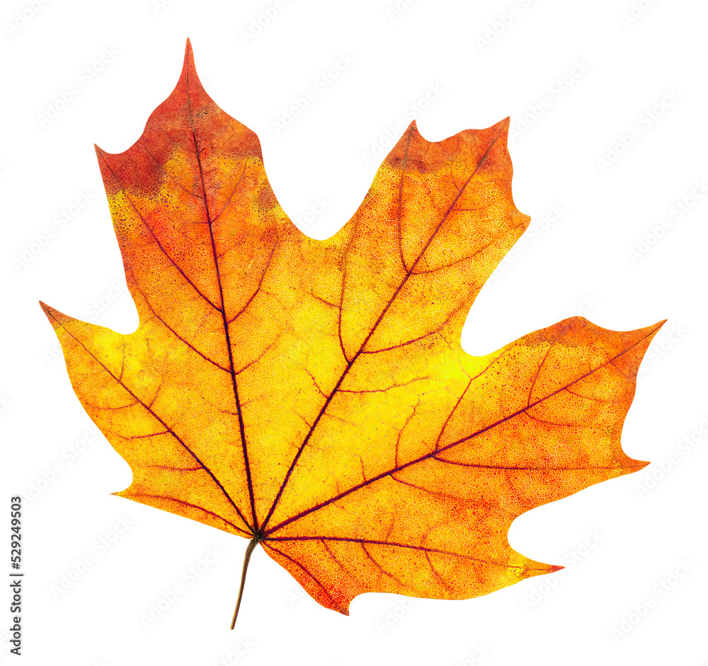 Isolated orange maple tree leaf Stock Photo | Adobe Stock