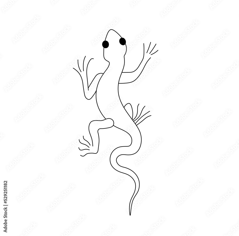 Vector isolated one crawling small lizard top view colorless black and ...