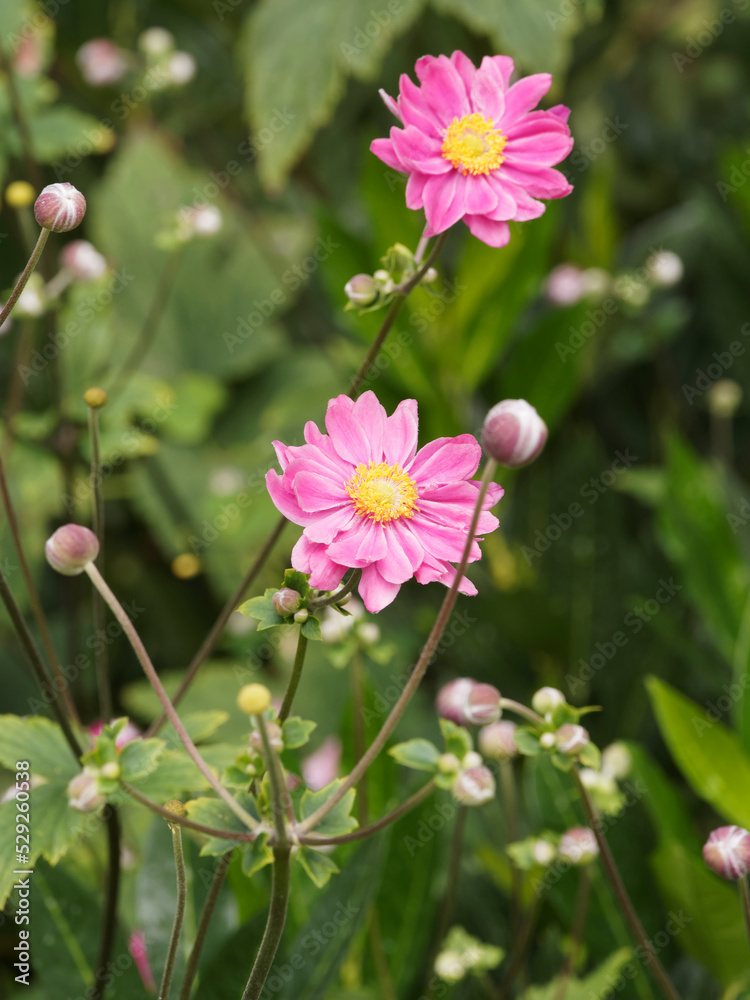Eriocapitella hybrida 'Pamina' - Pamina Japanese Anemones. Magnificient ...