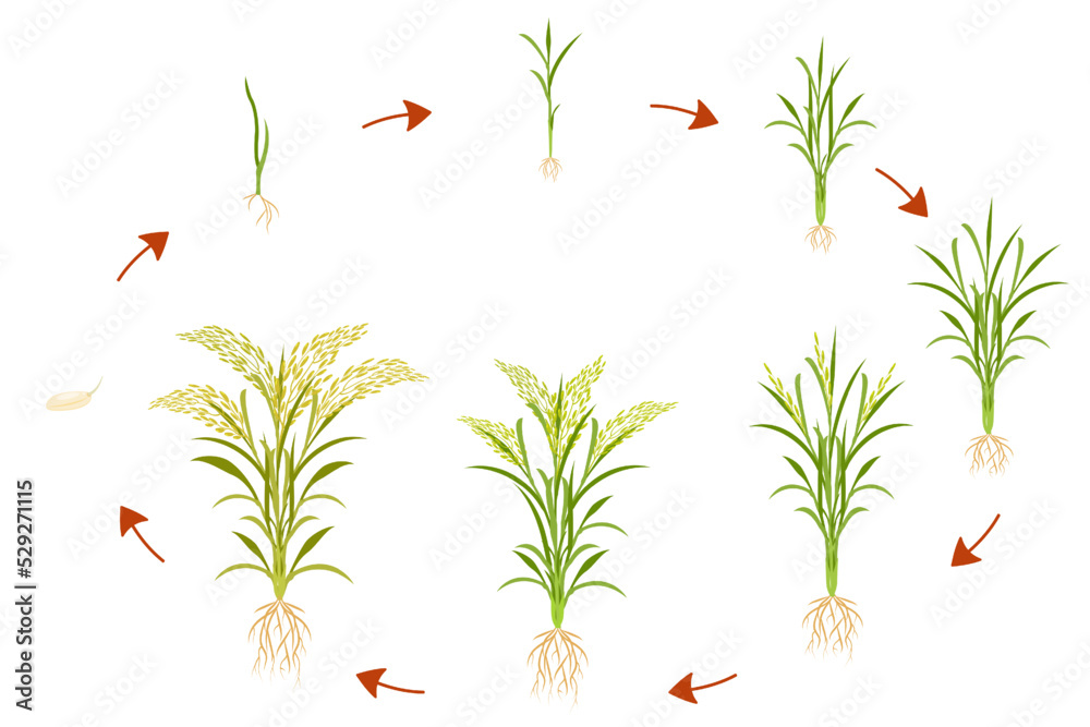 Growth cycle of rice is circular. Infographics of growing cereal plants ...