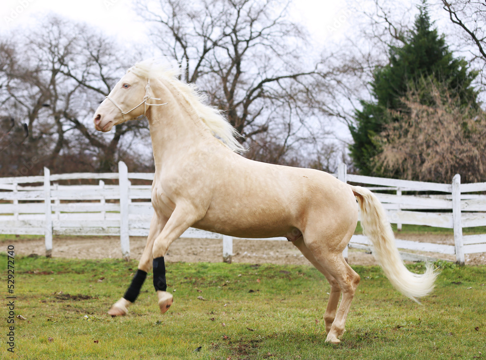 Cremello Horses