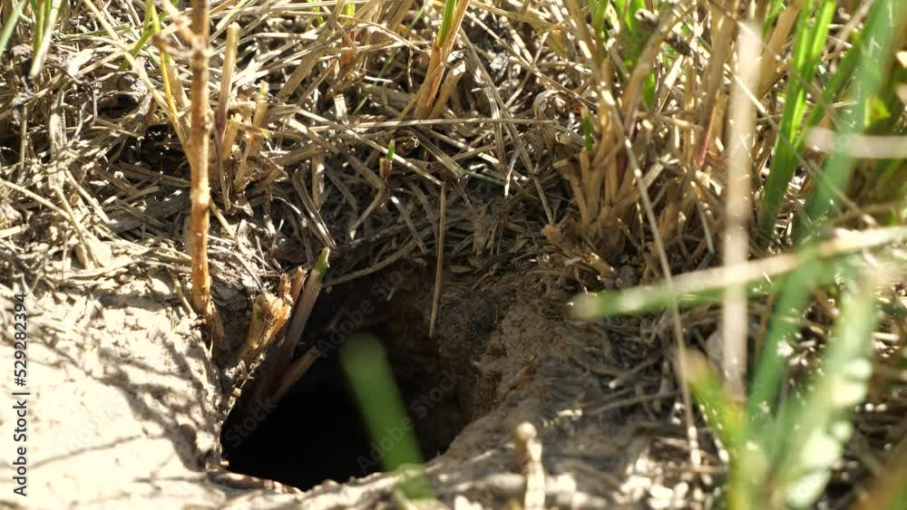 Dwelling of wasps in an earthen hole. One of the safe and secluded ...