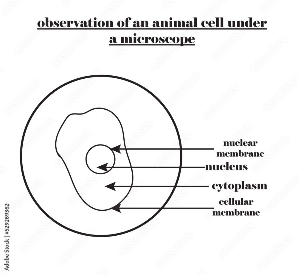 Observation of animal cell under microscope, study content for biology ...