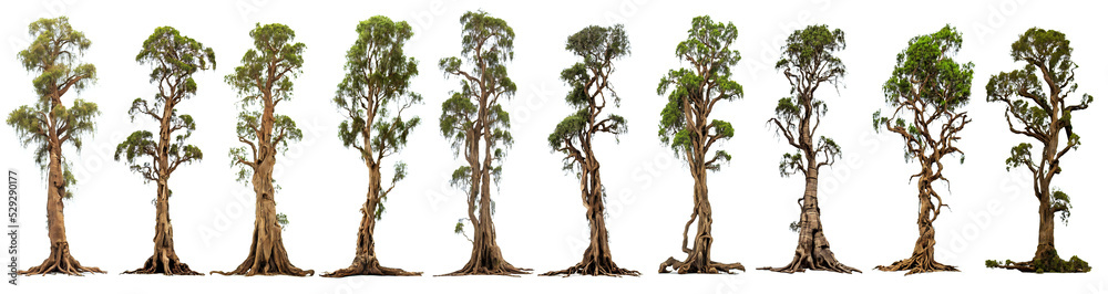 eucalyptus trees, collection of tropical plants isolated on white ...