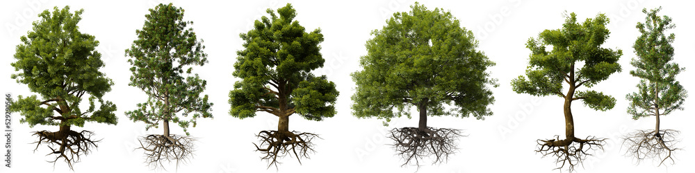 trees with roots isolated on white background Stock Illustration ...