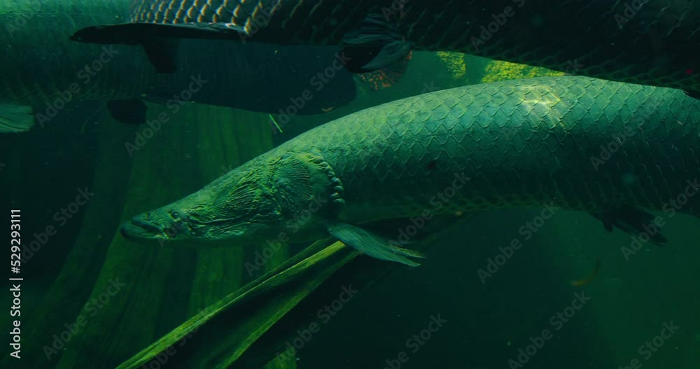 Largest river fish. Arapaima gigas in a freshwater aquarium. Vacation ...