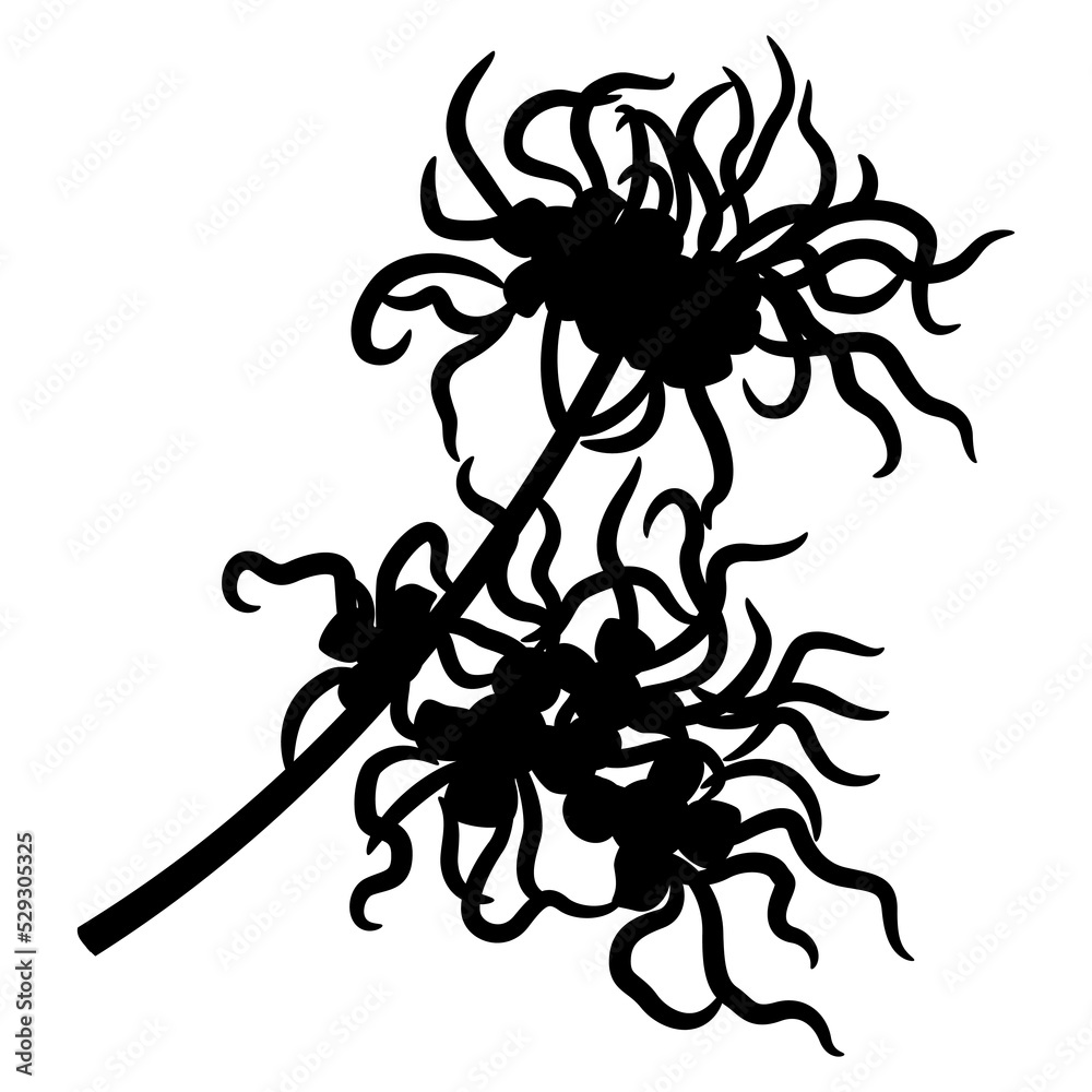 Witch Hazel Tree Silhouette