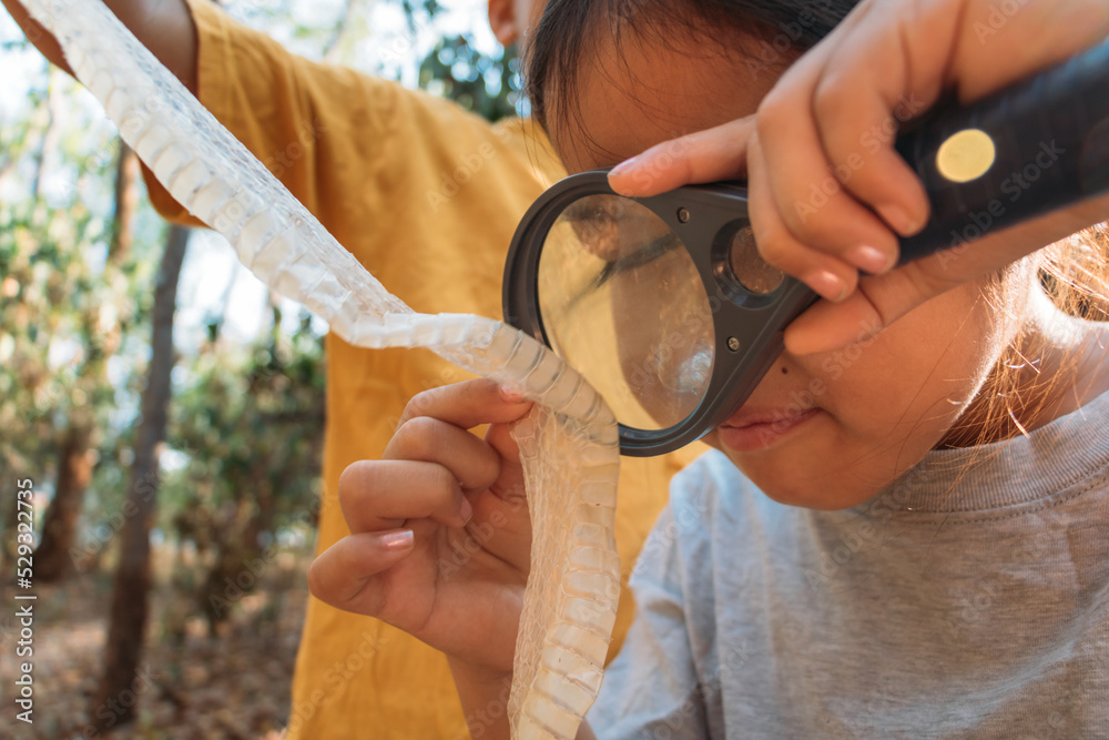Brother and sister see the molt of a snake with a magnifying glass ...