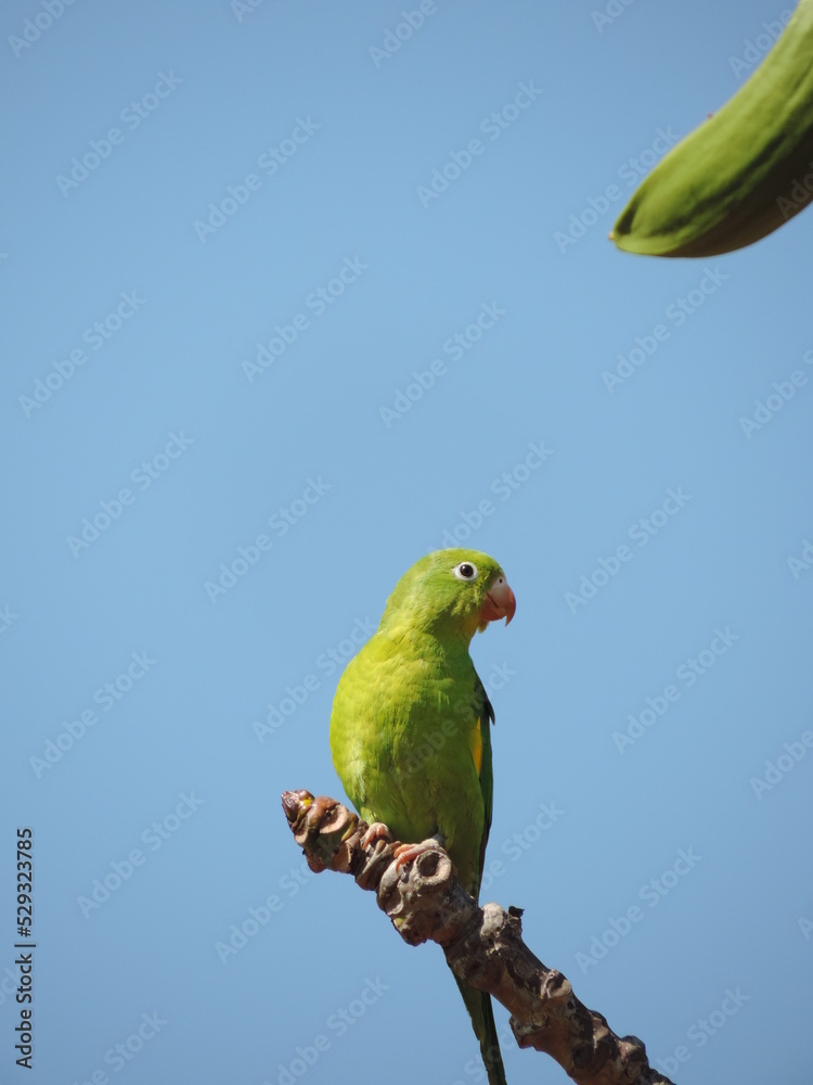 Maritaca é um termo popular para se referir as diversas espécies de ...