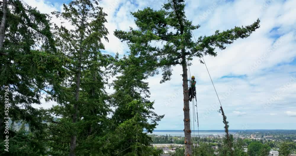 Drone View of Tree Care Worker Hanging in Tree and Cutting Limbs With ...