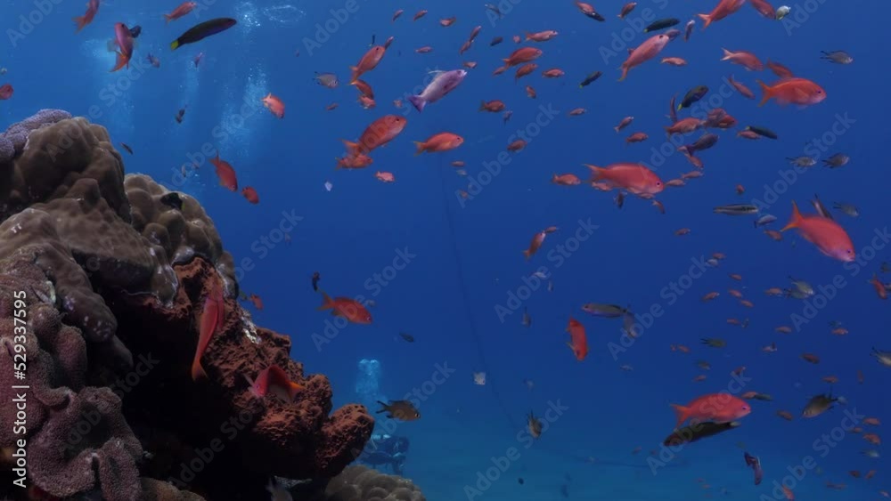 Sea life of coral reefs of Bali. Underwater world of Indonesia. Stock ...