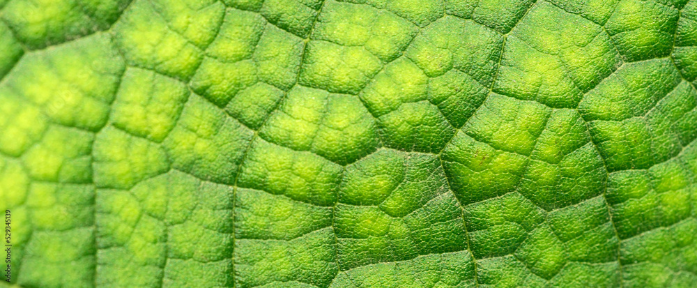 green leaf Stock Photo | Adobe Stock