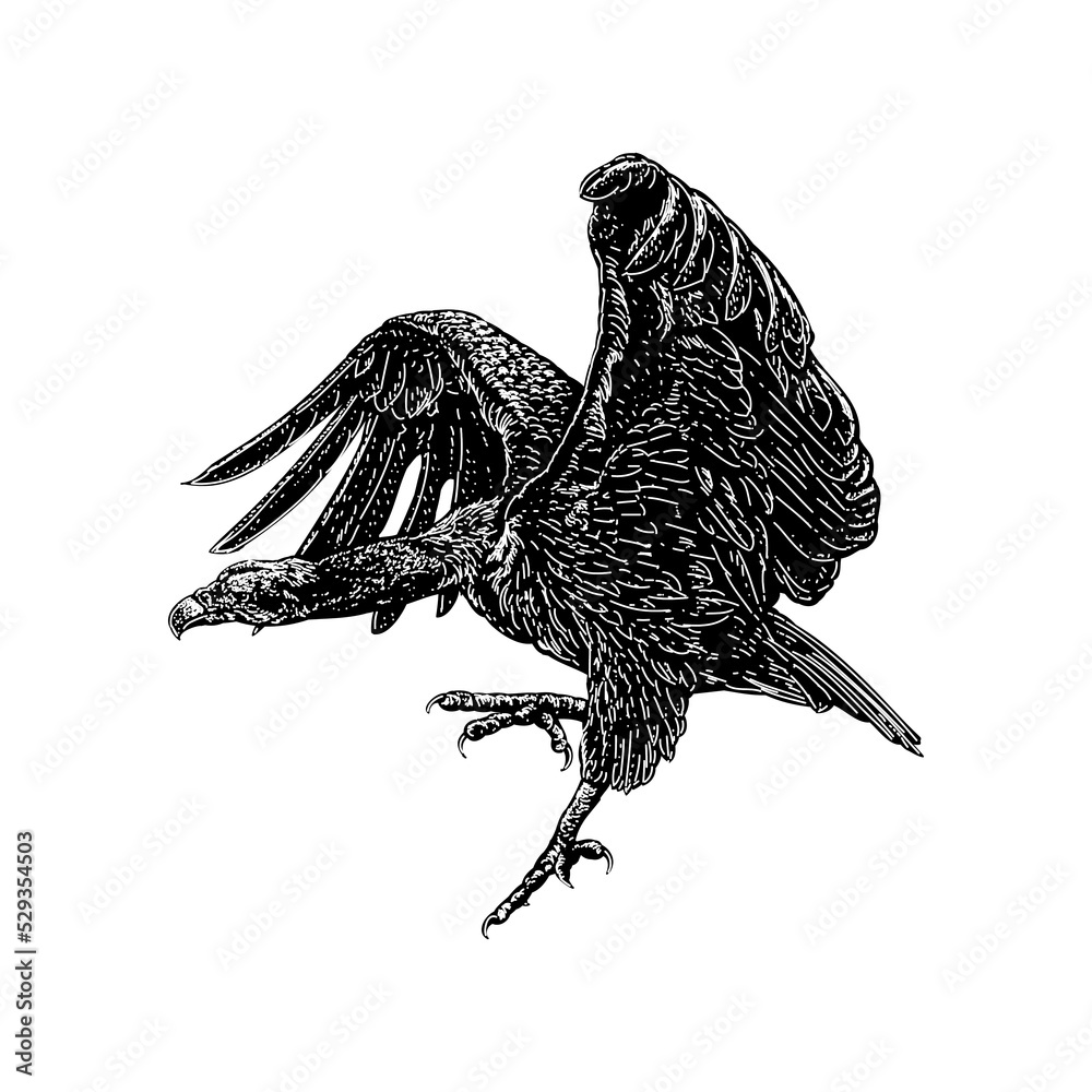 Vulture hand drawing vector illustration isolated on background Stock ...