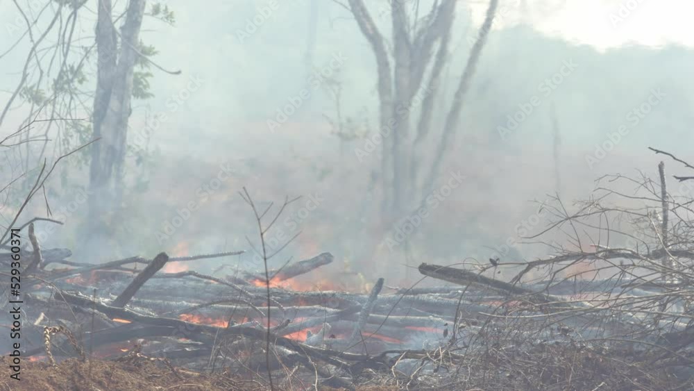 The Earth is scorched as global warming and deforestation results in ...