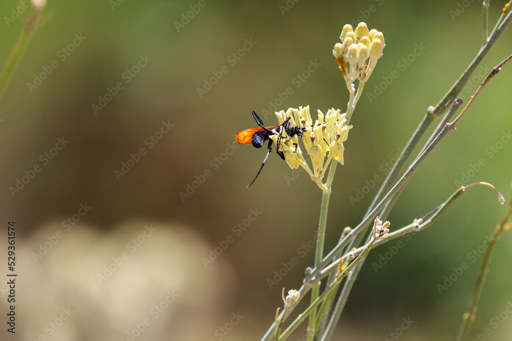 A spider wasp also known as a tarantula hawk feeding from the nectar of ...