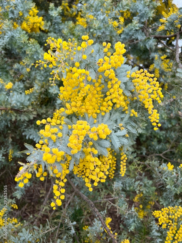 Acacia dealbata (Silver Wattle) is an evergreen flowering shrub. Stock ...