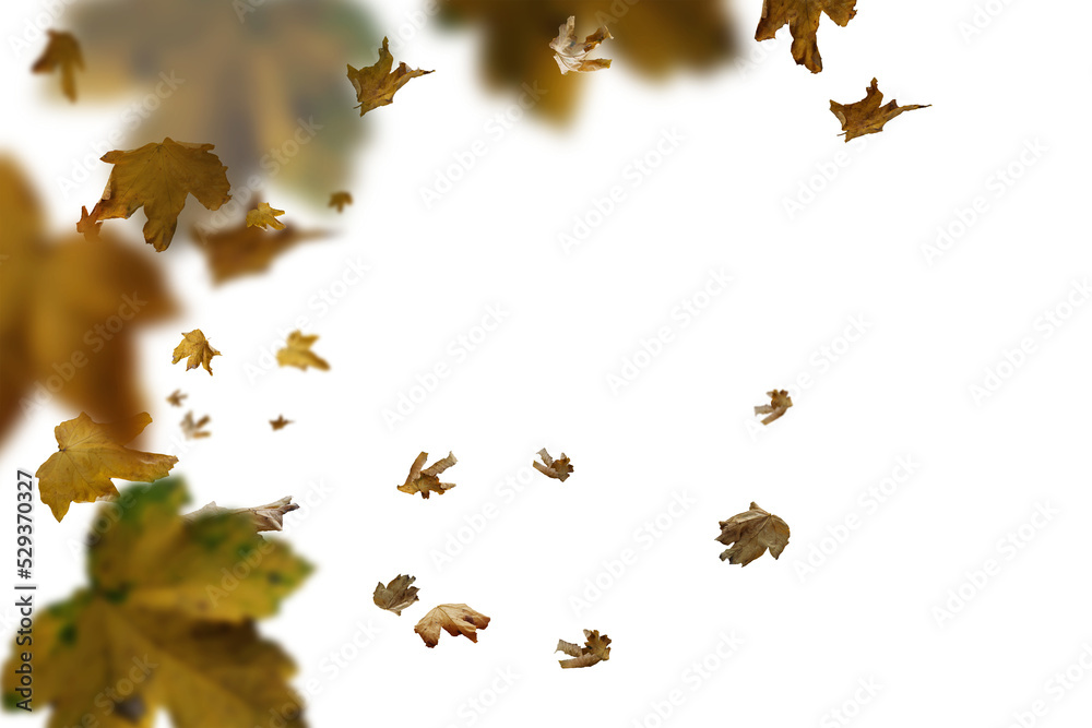 falling autumn leaves as a foreground, png Stock Illustration | Adobe Stock