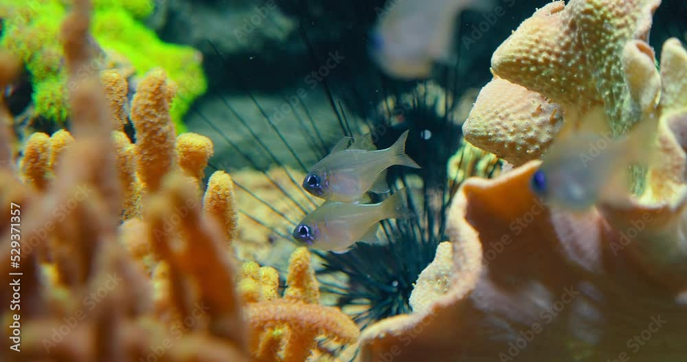 Translucent fish with vertical iridescent blue lines on the head and ...