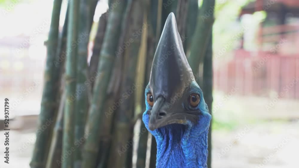 Alerted by its surrounding, southern cassowary, casuarius casuarius ...
