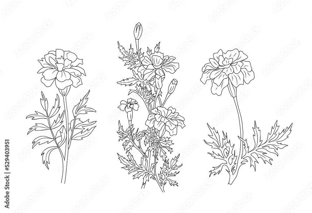 October Flower Of The Month