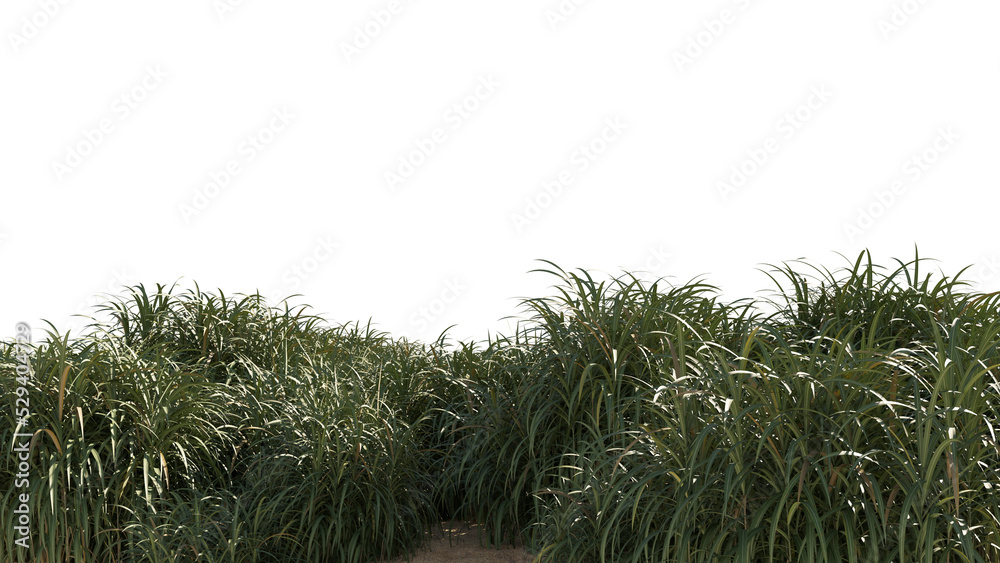 sugarcane field Stock Illustration | Adobe Stock