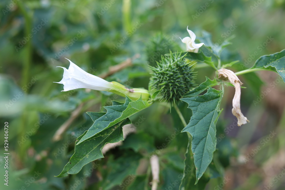 Datura stramonium. Hallucinogen plant Devil's Trumpet, also called ...